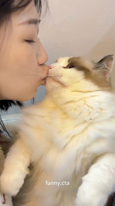 Kiss Kiss Cat #cat #catsoftiktok #catlover #funnyvideos #foryou #fypage #fypツ #funnycat #cats ...