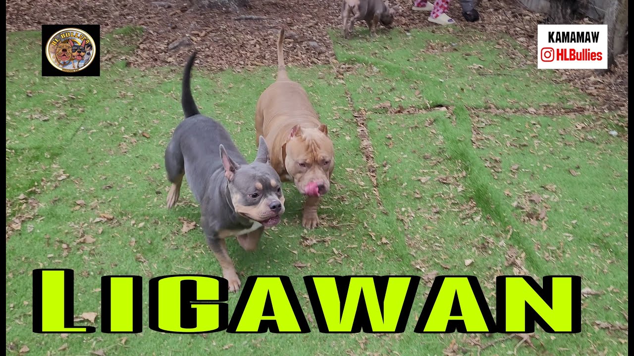Ligawan/American Bully... - YouTube