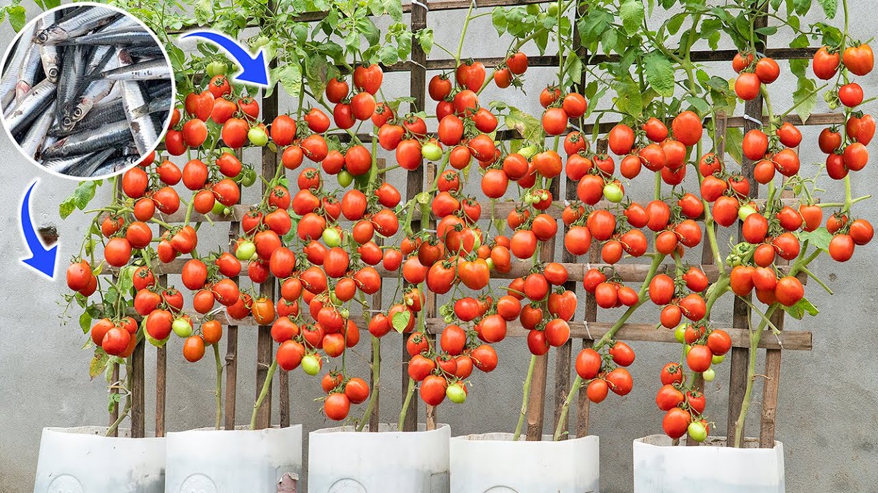 Only need to use fresh fish once. One of my tomato plants yields 50kg ...