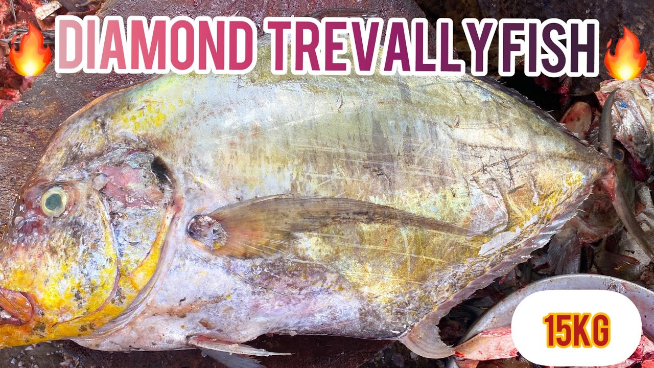 🐟🔪கண்ணாடி பாறை (Diamond Trevally Fish) மீன் வெட்டும் காட்சி🔪🔪VA MARINE ...