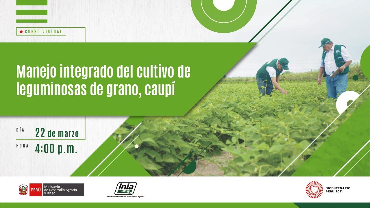 Manejo Integrado Del Cultivo De Leguminosas De Grano Caupí Youtube