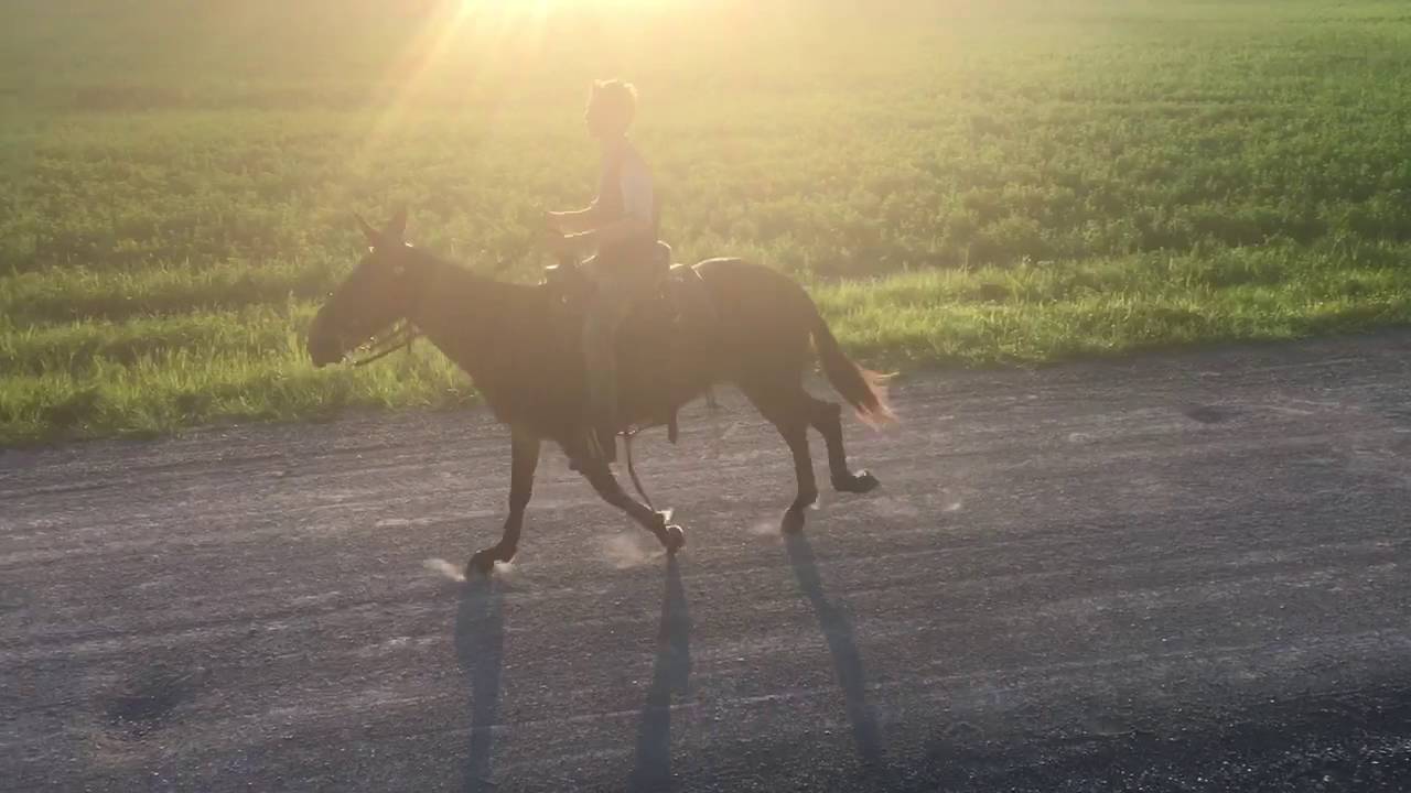 Western pleasure mule for sale - YouTube