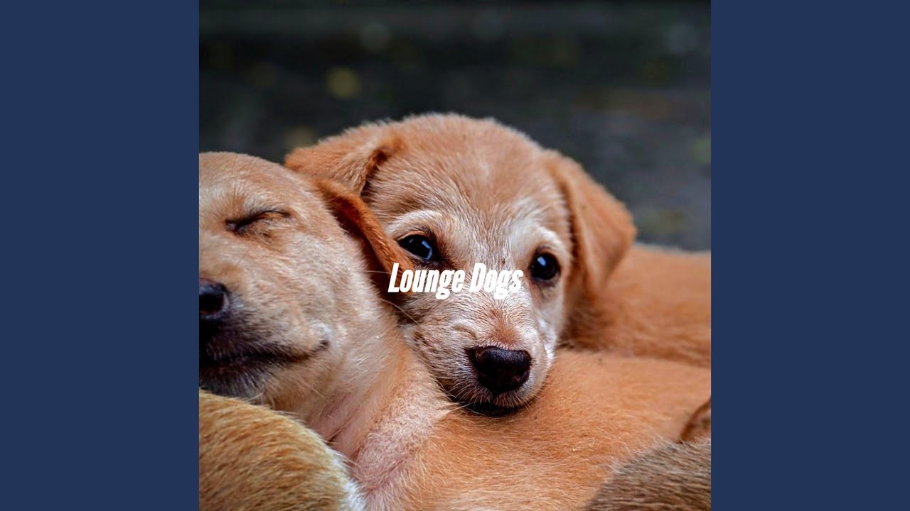 Piano Duo and Alto Saxophone Soundtrack for Classy Pups - YouTube