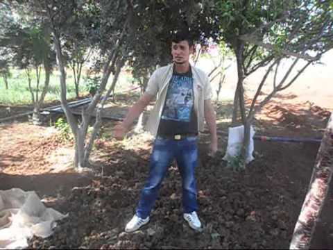 birindar mardinli