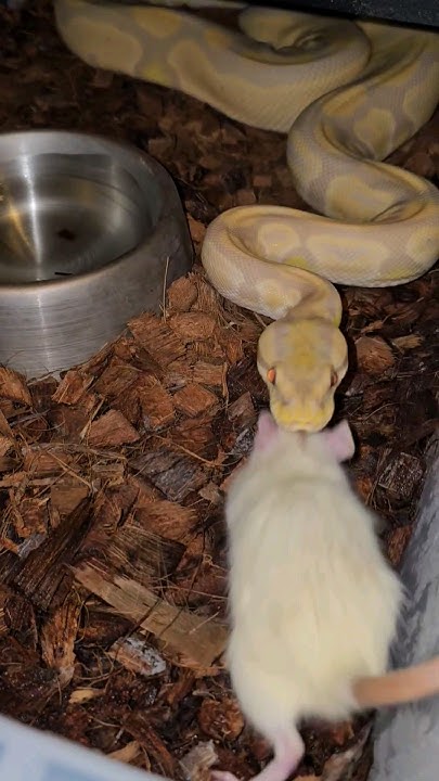 Lavender Python Eats Rat - YouTube
