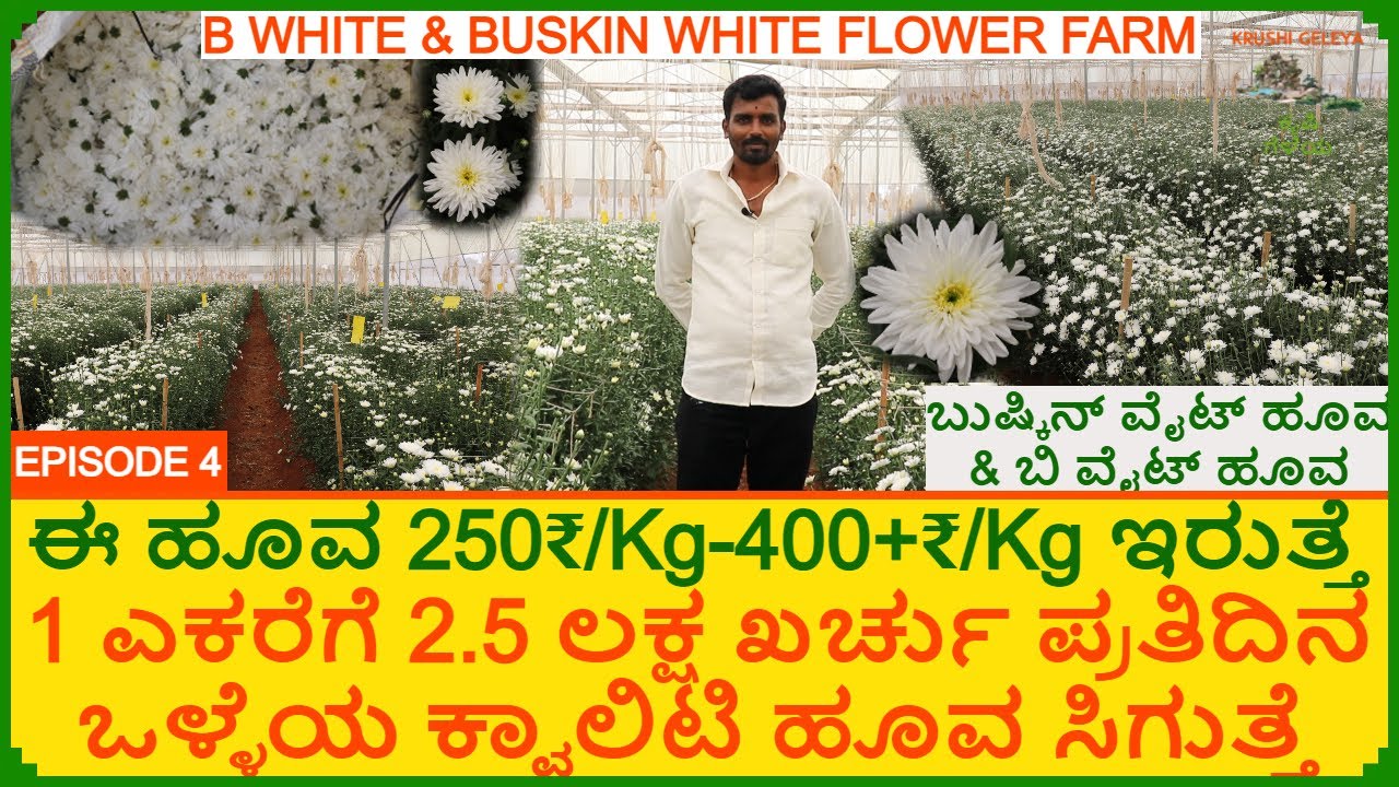 ಈ ಹೂವ 300/Kg-400₹/Kg ಪ್ರತಿದಿನ ಹೂವ ಸಿಗುತ್ತೆ Buskin White Flower & B ...