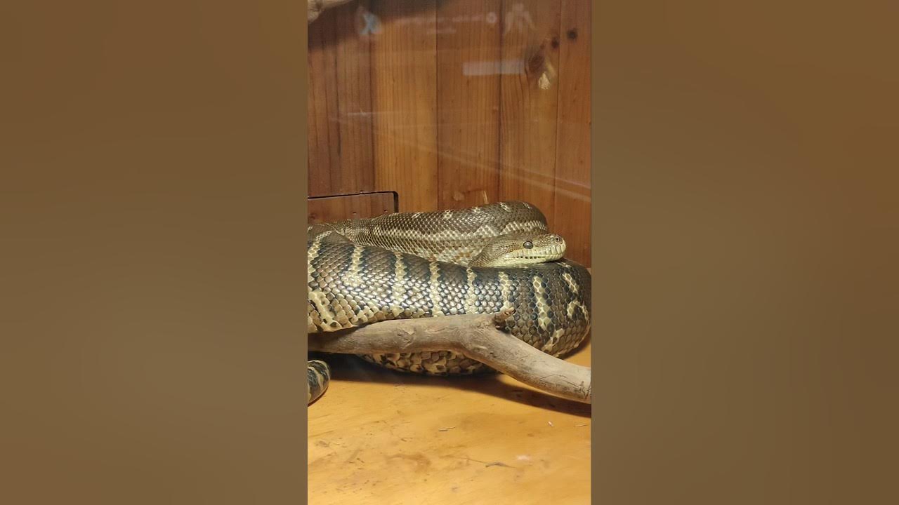 Python Snake 🐍#closer face#ytshorts #animals#pythonsnake #sydneyzoo#shorts - YouTube