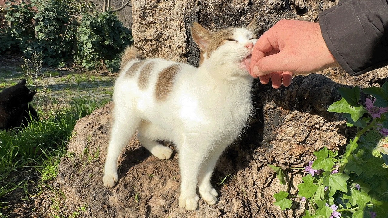 I asked Geveze the cat if she missed me this was her wholesome reaction ...