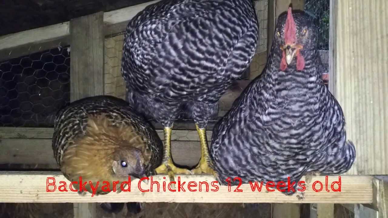 Backyard Chickens 12 weeks old - YouTube