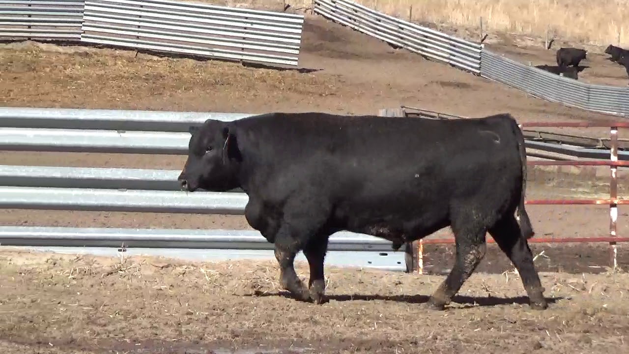 Connealy Angus Ranch Lot 317 - YouTube