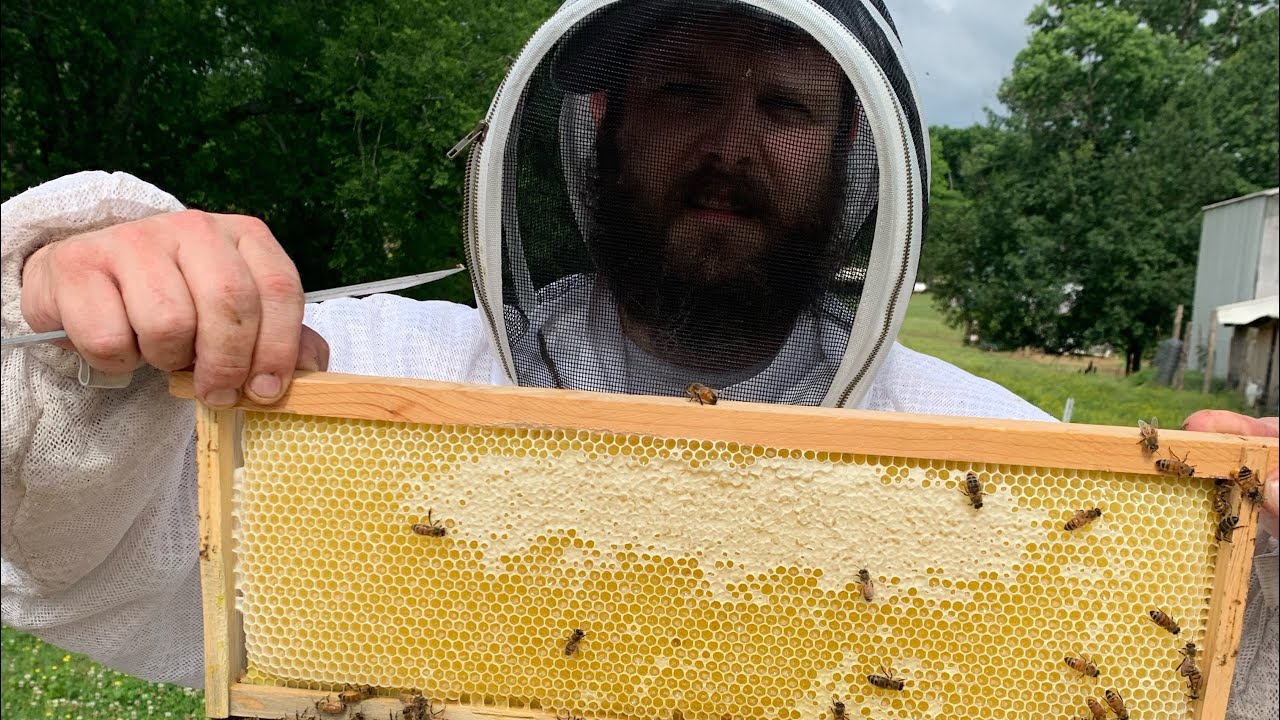 Checking on our nuc yard! Not nucs anymore! - YouTube