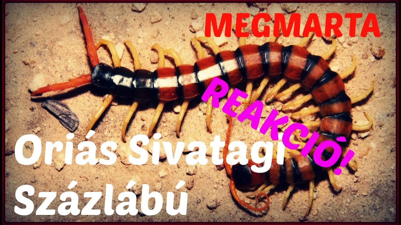 BITTEN by a GIANT DESERT CENTIPEDE(Óriás Sivatagi Százlábú ...