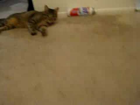Cat Crawling - YouTube