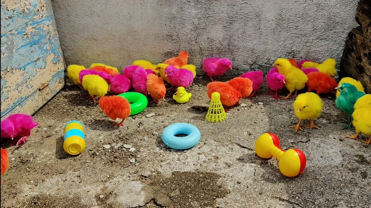 AYAM CHICKEN, colour chicken beby - YouTube