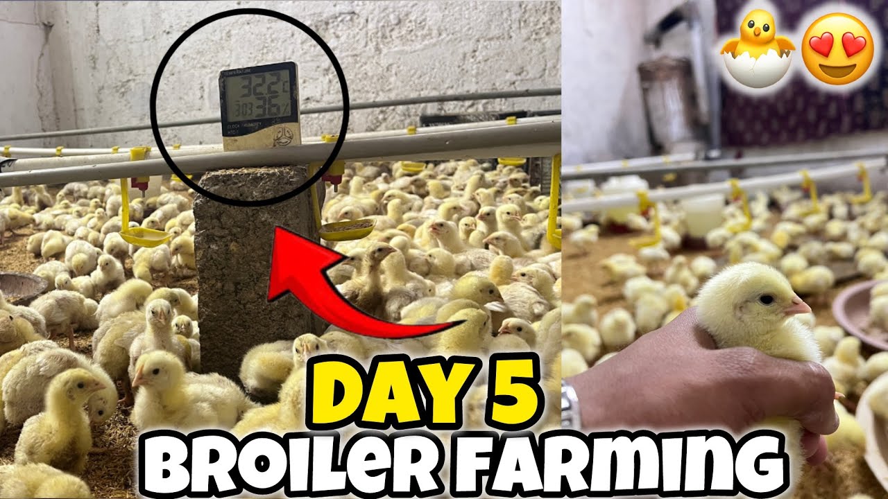 Broiler farming day 5 update 🐣| Broiler farming at home 🏠🐣| temp Aur ...