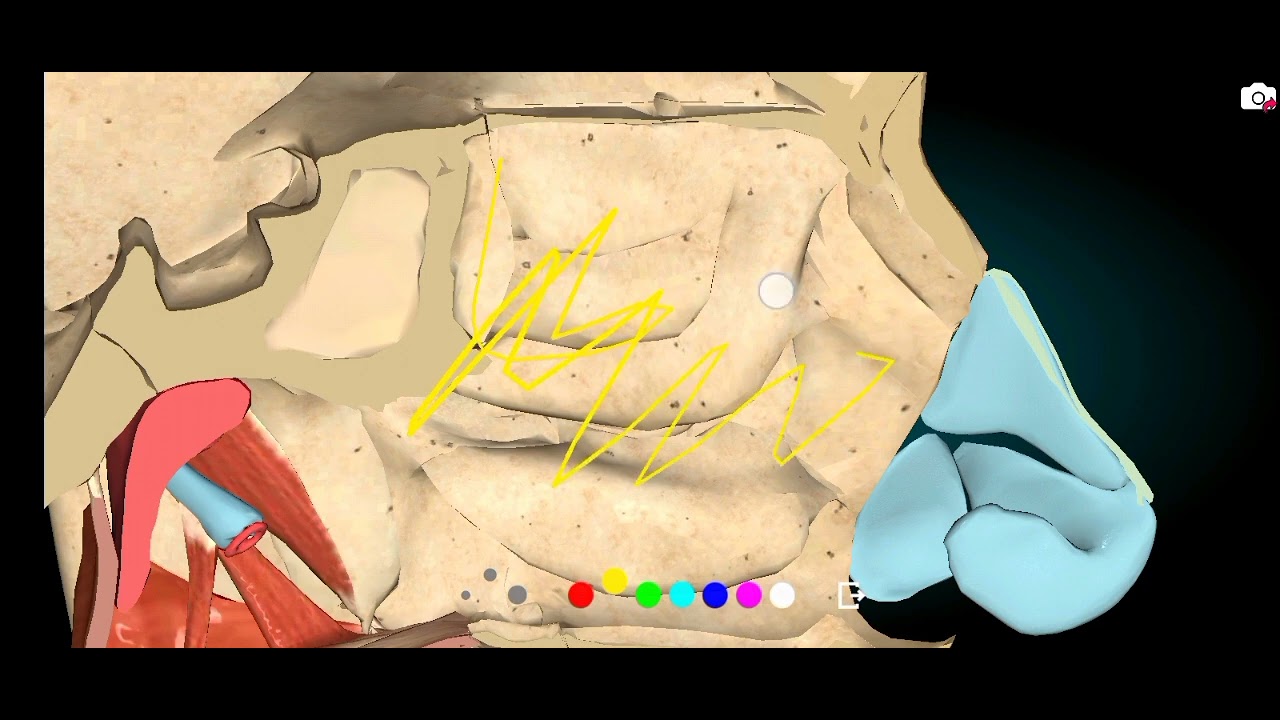 SENTIDO DEL OLFATO EN 3D | ANATOMÍA DE LATARJET - YouTube