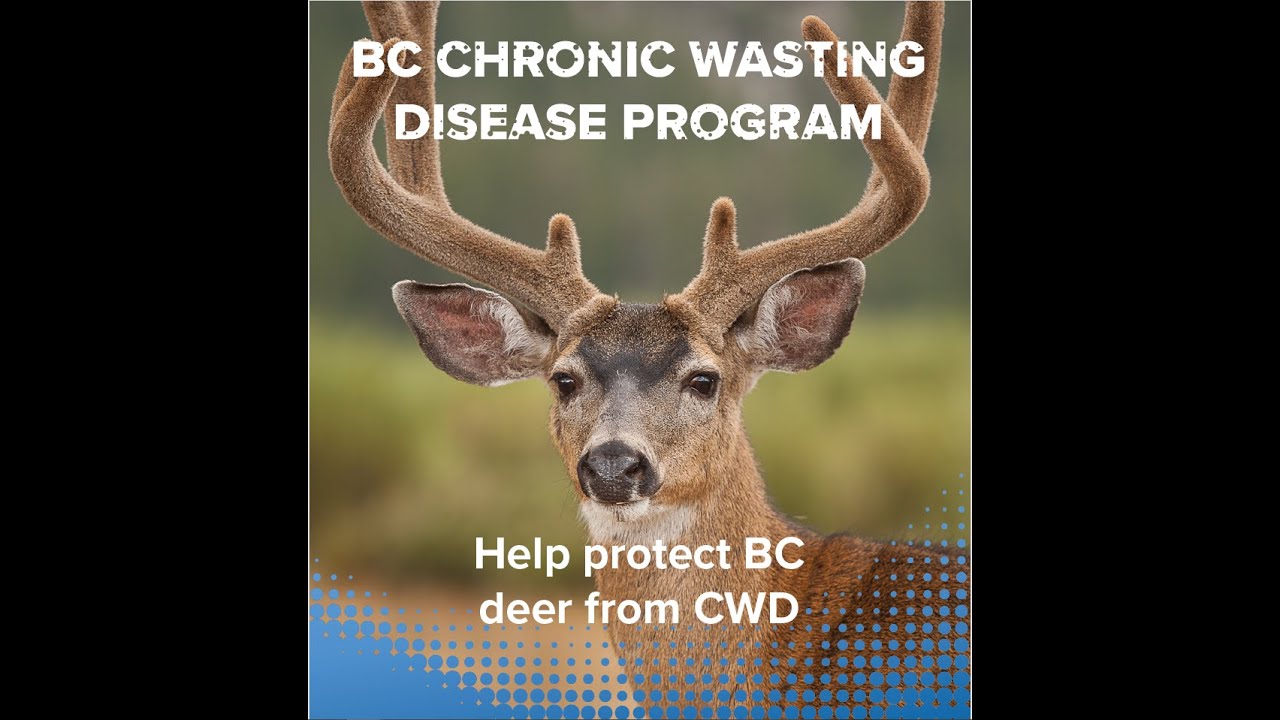 How to Remove Lymph nodes and Tonsils for Chronic Wasting Disease ...