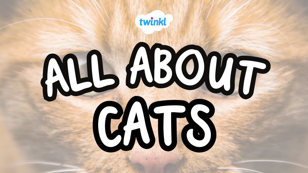 All About Cats | Fun Facts About Cats | Twinkl USA - YouTube