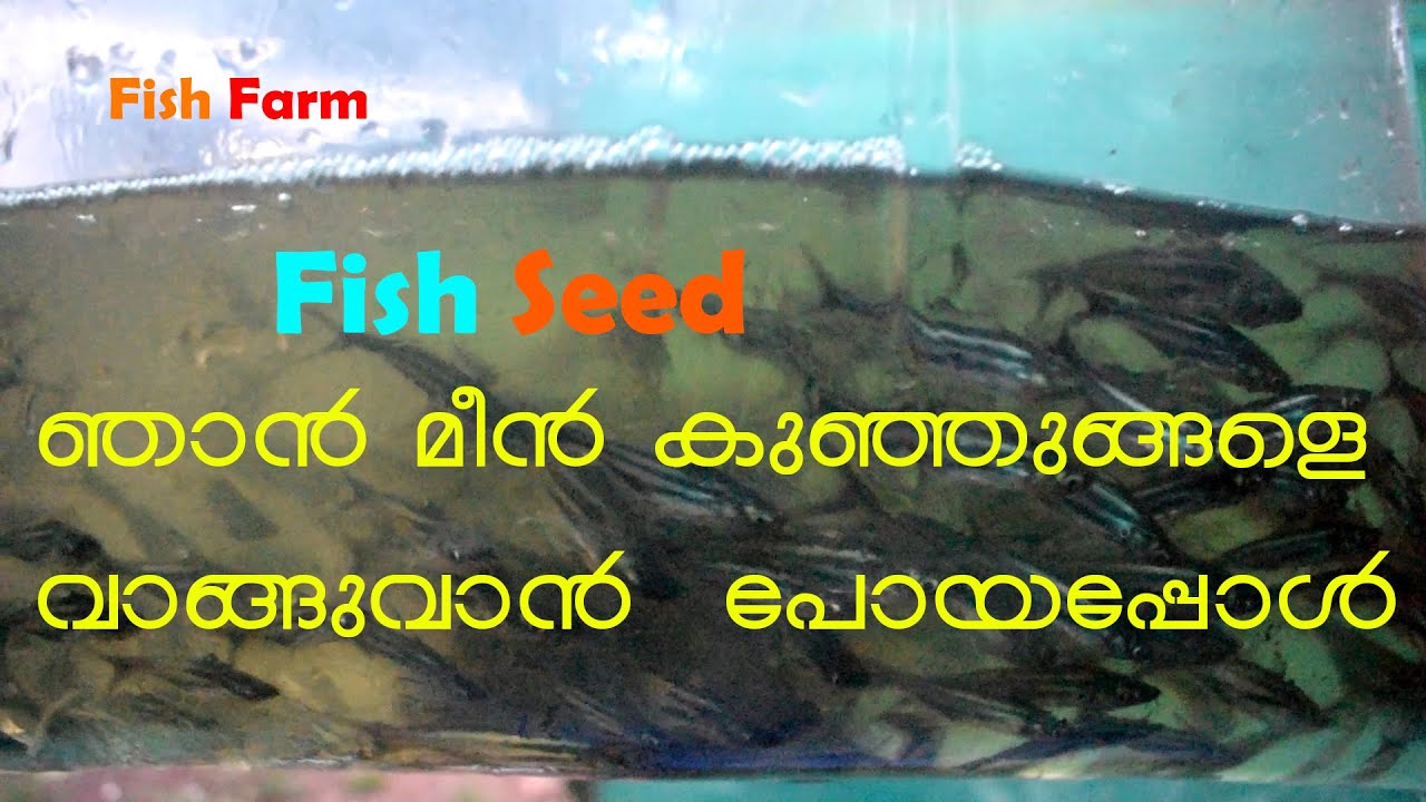 Fish farm and fisheries#pangasius Seed#Assam Vala Fish Farming#Tilapia# ...