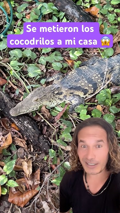 Mira cuantos cocodrilos en mi casa 😳 - YouTube