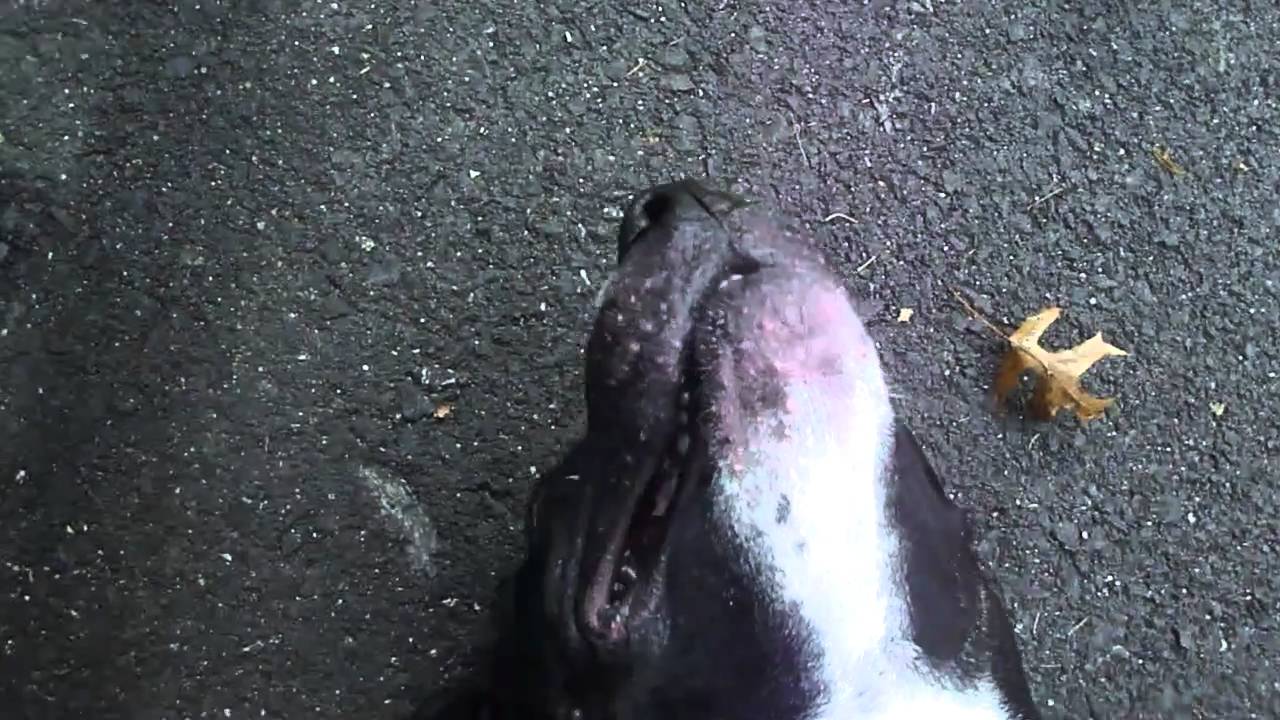 Desitin For The Dog s Skin Rash YouTube desitin-for-the-dog-s-skin-rash-youtube