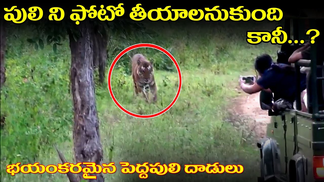 tiger attack | tiger encounters caught on camera by tourists | tiger ...