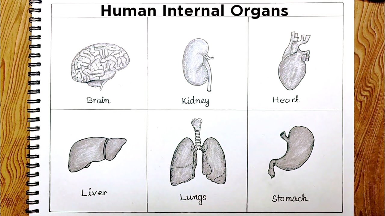 Human Internal Organs drawing/How to draw human internal organs easy ...