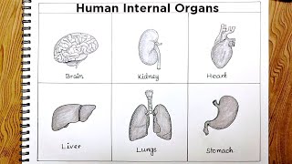 Human Internal Organs drawing/How to draw human internal organs easy way