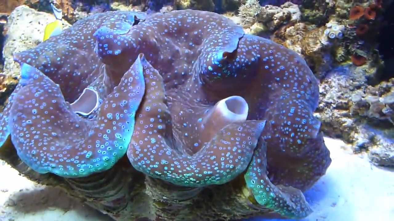Spawning Gigas Clam - YouTube