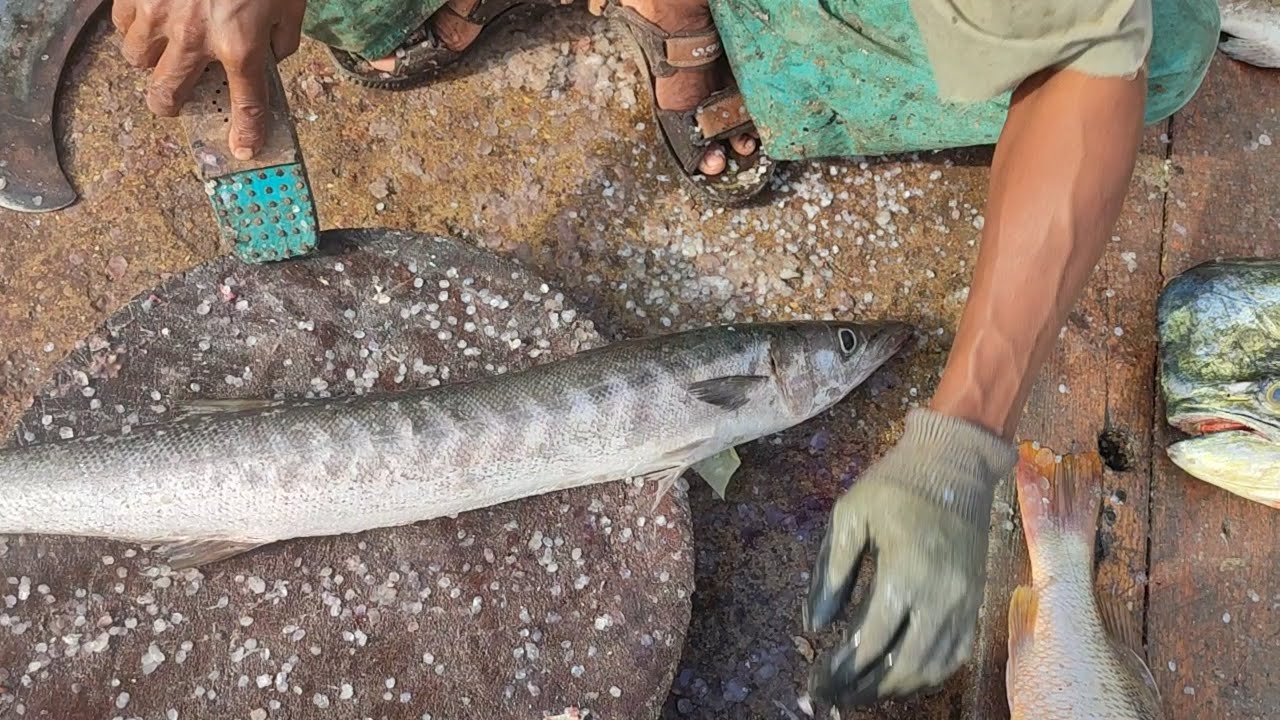 barracuda fish cutting and information video fish market karachi ...