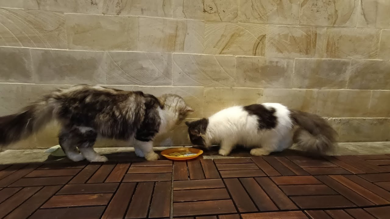 🌱🌼 PADA NGAPAIN INI DUA KUCING SUPER GEMBUL ⁉️Kucing Siberia Kucing ...