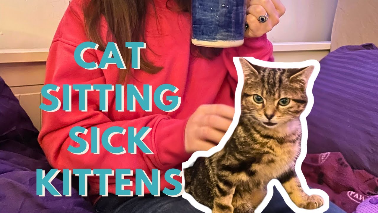 Cat Sitting Sick Kittens (LIVESTREAM) - YouTube