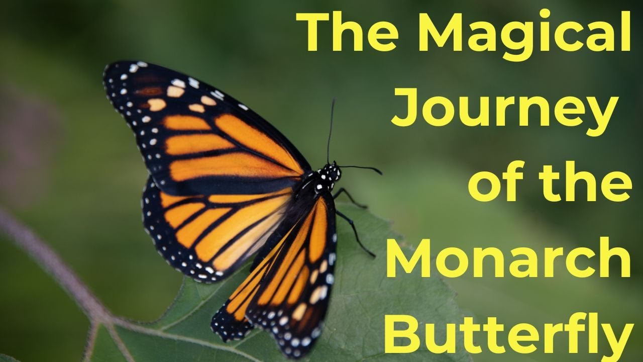 The Magical Journey of Monarch Butterflies!! #monarch #butterfly - YouTube