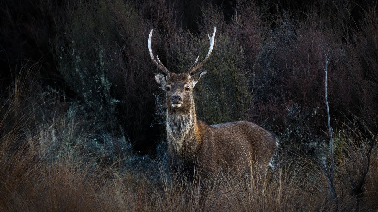 The Years Between | Trophy Sika Stag hunting - YouTube
