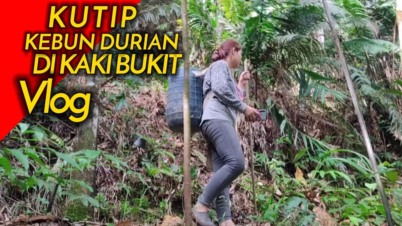KEBUN DURIAN DI KAKI BUKIT | KEBUN PENINGGALAN ORANG TUA #vlog - YouTube