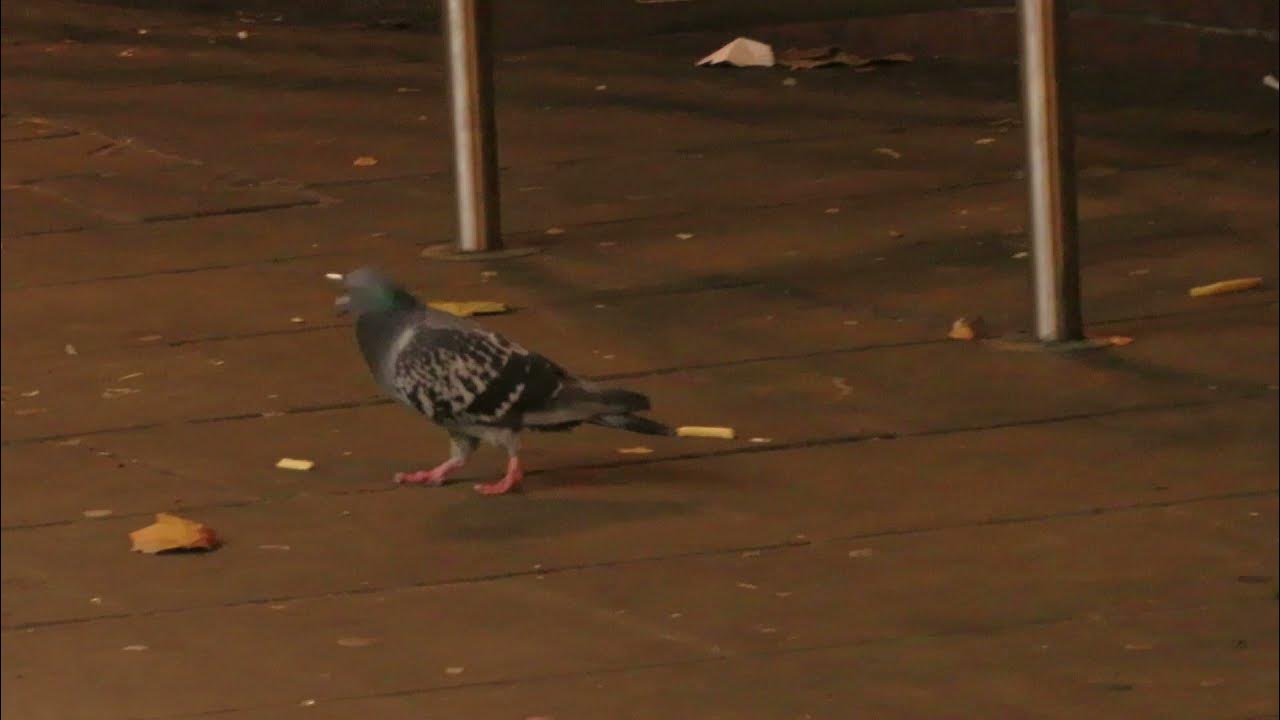 Night pigeons try to eat McDonalds - YouTube