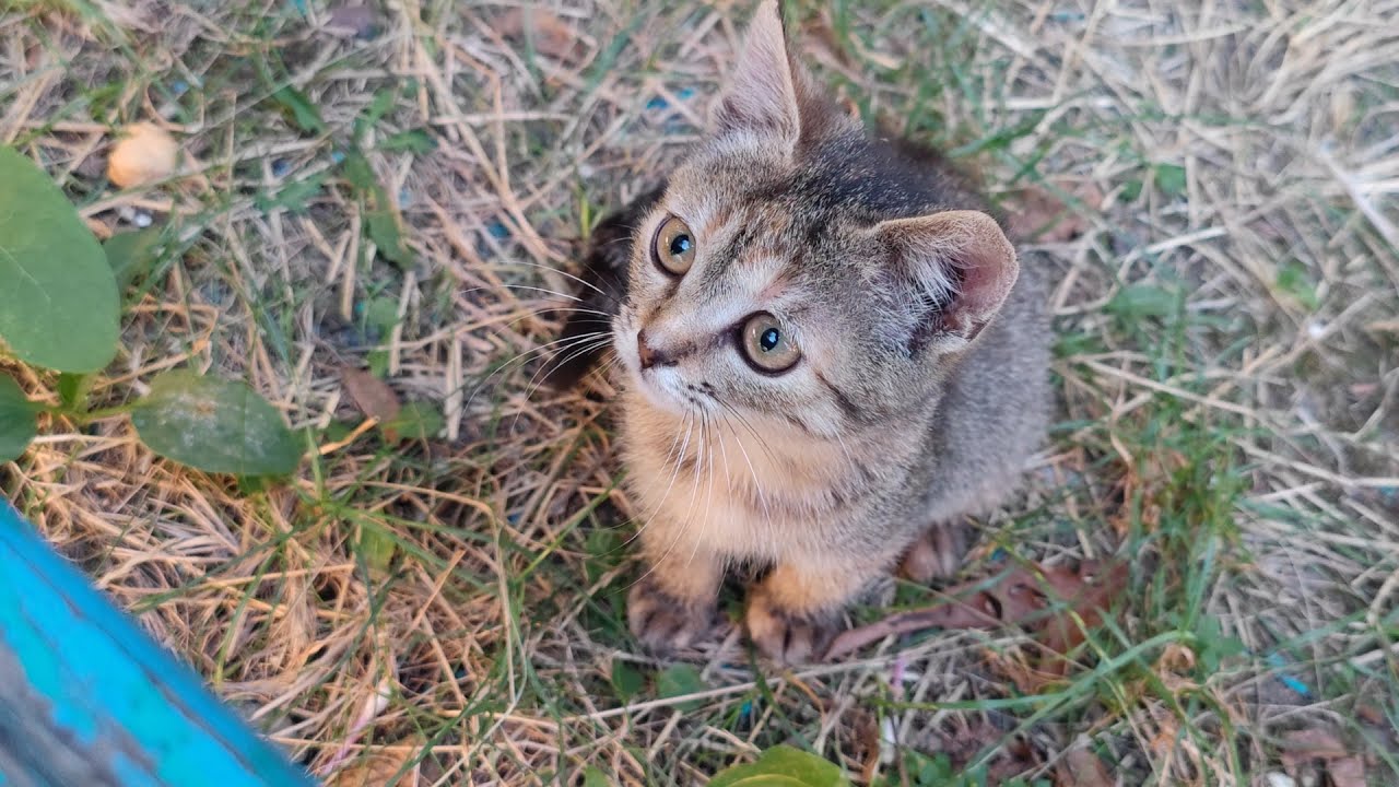 Little kitten living on the street has an incredibly playful mood - YouTube