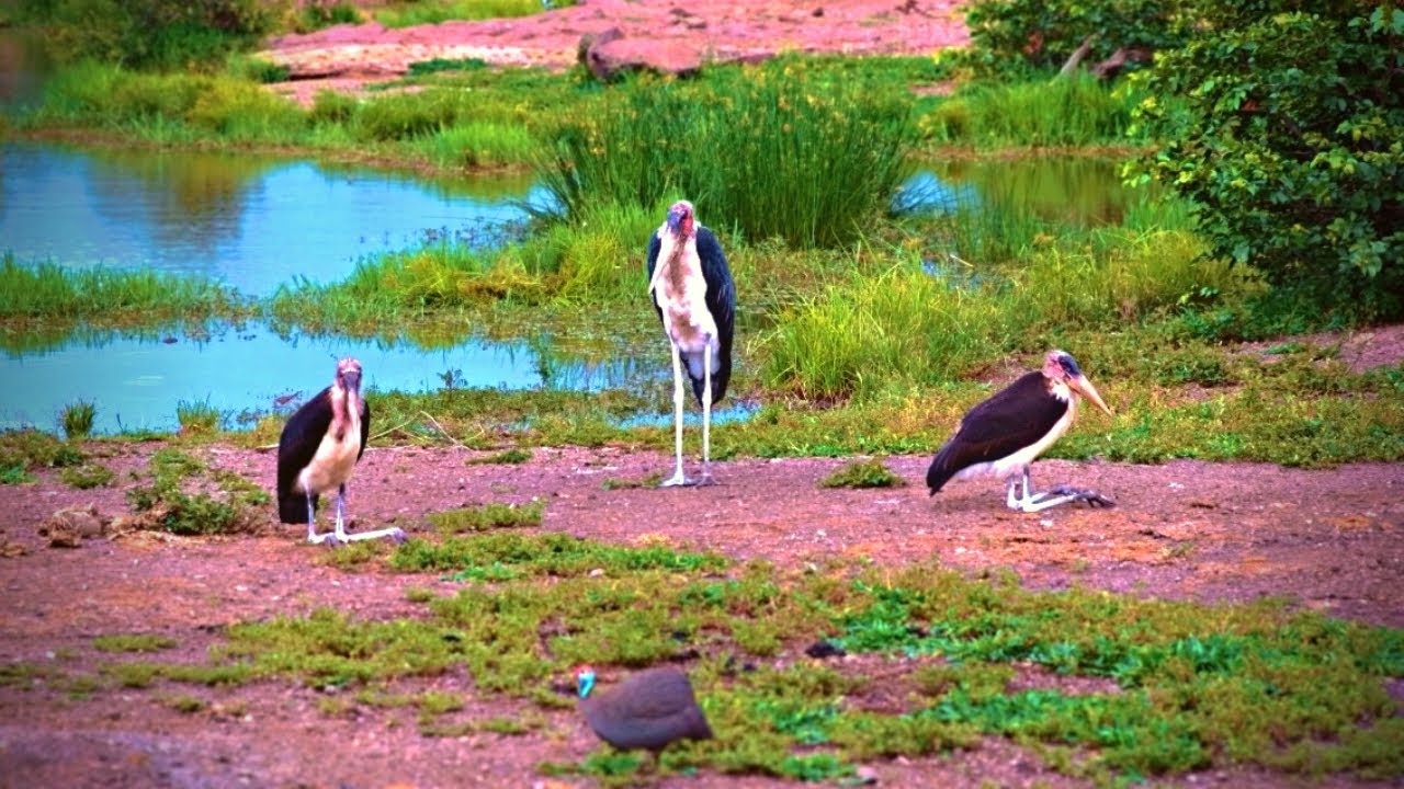Marabou Storks at Victoria Falls Safari Lodge - YouTube