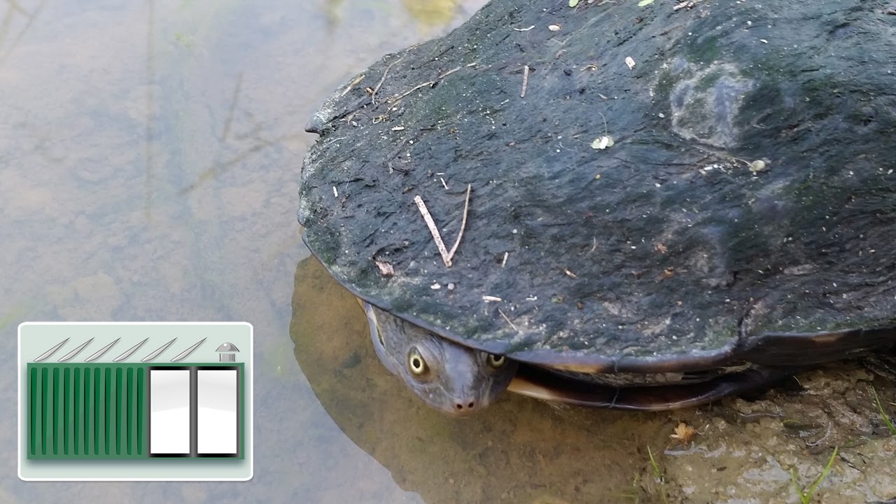 Shipping Container House – Rescuing a turtle for the dam - YouTube