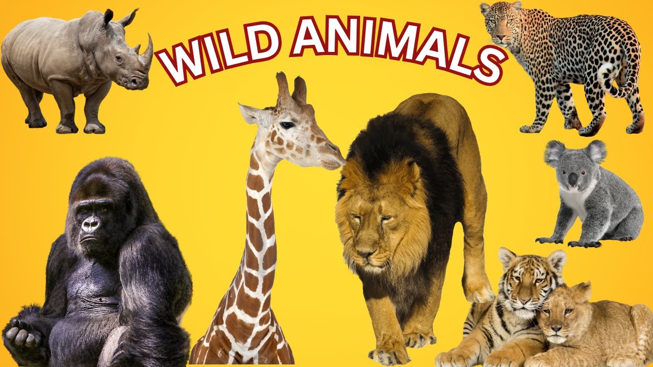 Wild Animals Sounds Song M0301 | Nursery Rhymes for Kids | @Melofun ...