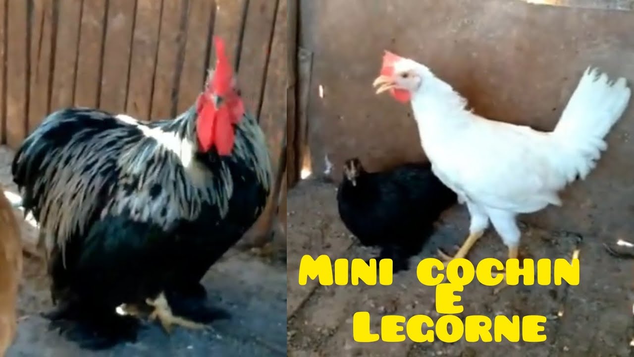 MINI COCHIN E LEGORNES - YouTube