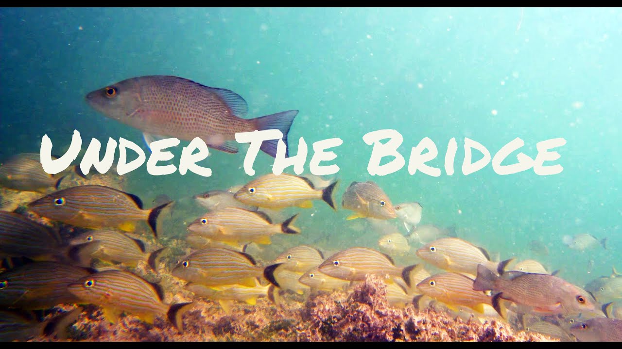 Exploring the Florida Keys: Bow Channel Marine Life Extravaganza near ...