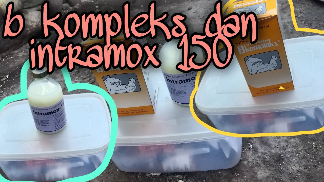 injeksi vitamin B kompleks dan antibiotik intramox 150 - YouTube