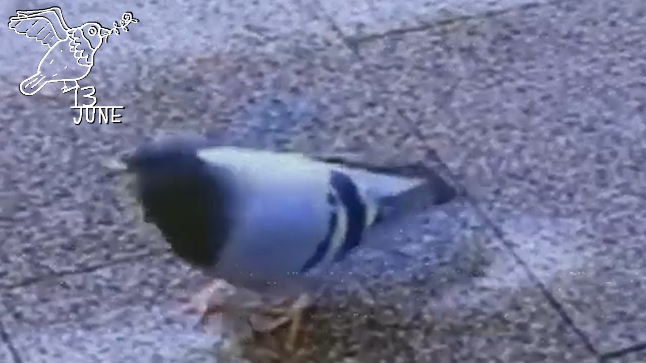 Happy International Pigeon Appreciation Day - YouTube