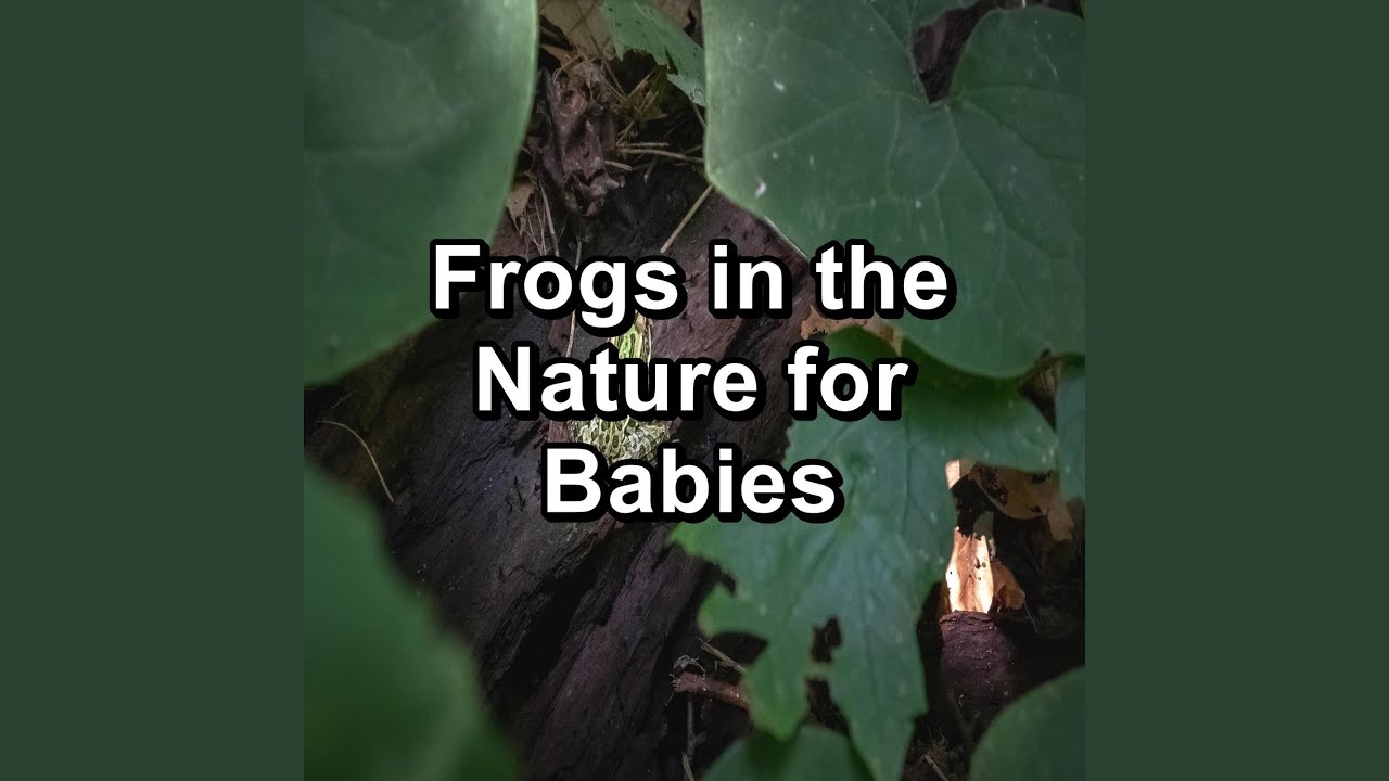 ASMR Frogs Marsh Sounds - YouTube