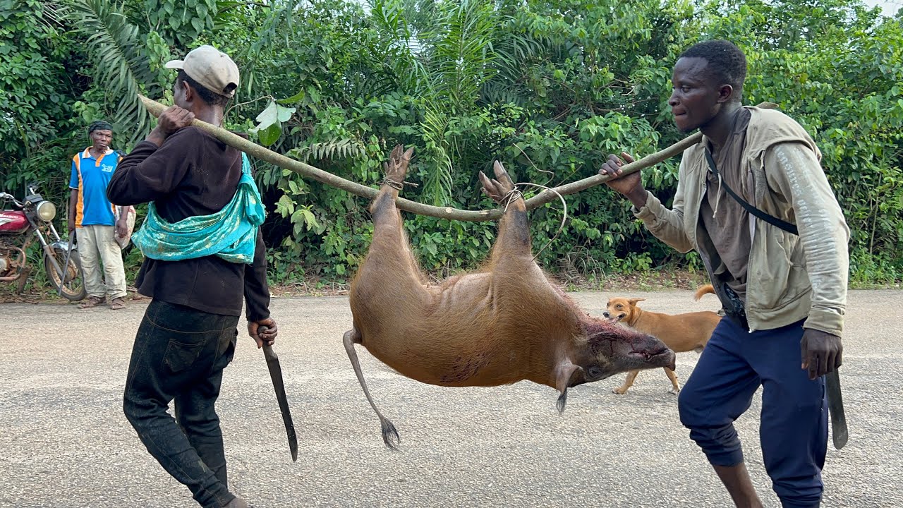 WILD HOG Hunting; Reality of How Hunters Hunt For Wild Boars 🐗 ...