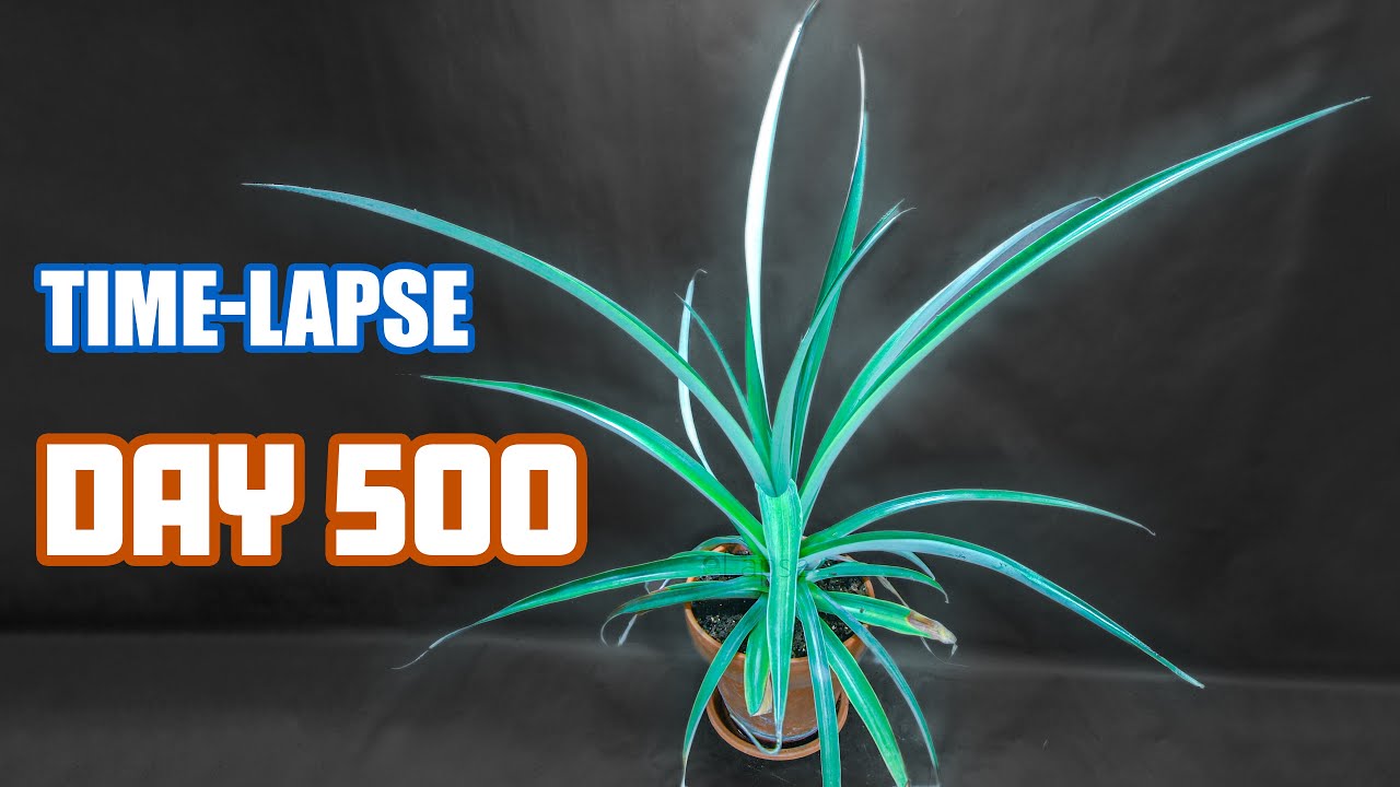 Pineapple Growing Time Lapse Part 2 - Day 183 to 500 - YouTube