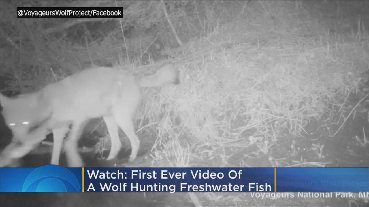 Minnesota Researchers Record ‘First Ever’ Video Footage Of Wolves ...