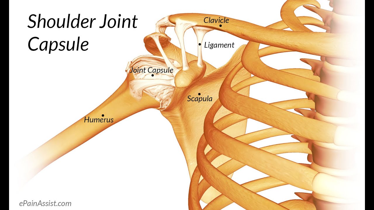 Anatomy Of The Shoulder Joint Made Up Of Glenohumeral And anatomy-of-the-shoulder-joint-made-up-of-glenohumeral-and