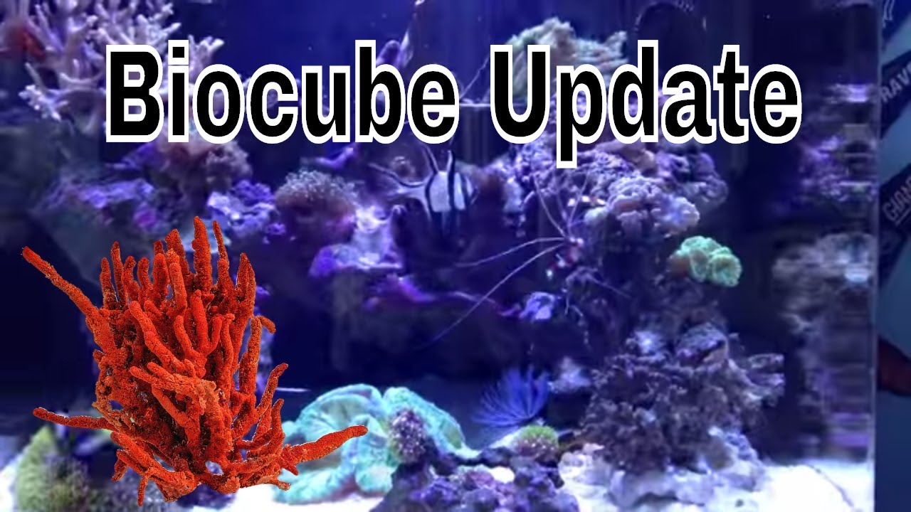 29 Gallon Biocube Reef Series Ep. 7 | Rescape and Corals Respond to new ...